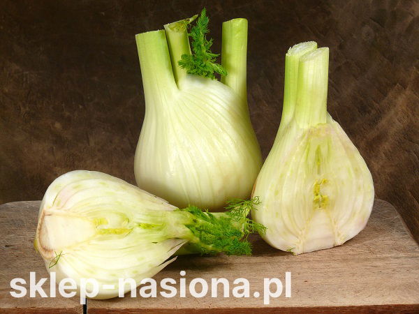 Fenkuł, Koper włoski - Mammouth - 200 nasion w Sklep-Nasiona | Sprawdź ...